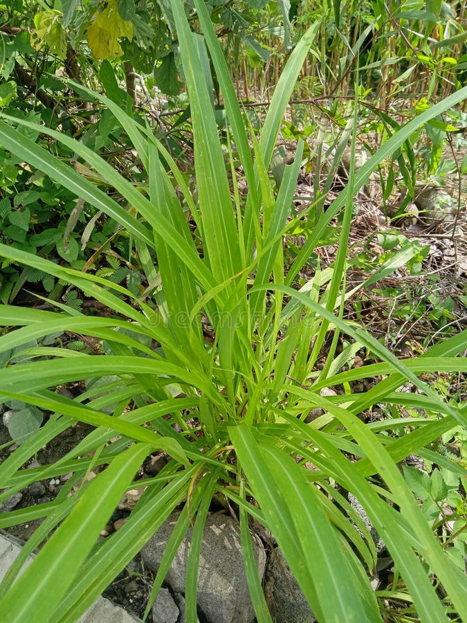 Alang Alang Grass on the Side of the Road Stock Image - Image of road ...