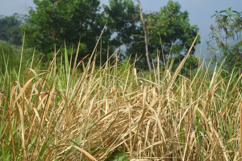 Alang Alang Grass or Phragmites Australis, Which Easily Grows Wild on ...