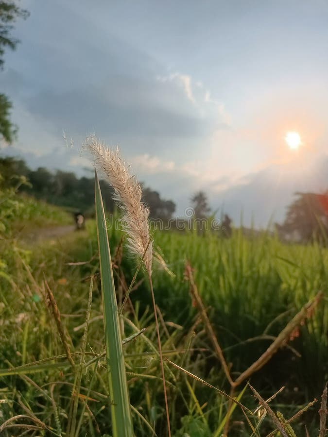 Alang-alang Grass is a Type of Grass with Sharp Leaves Stock Image ...