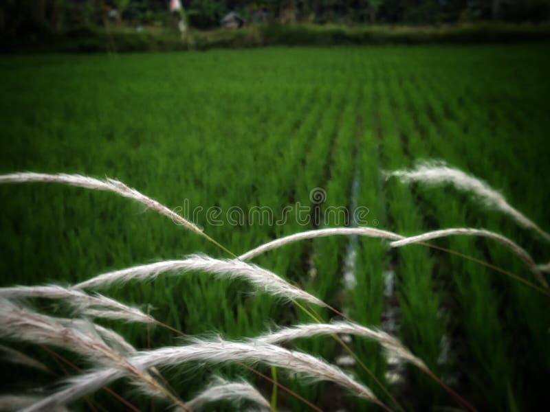 Alang-alang or Ilalang is a Type of Grass with Sharp Leaves, Which ...