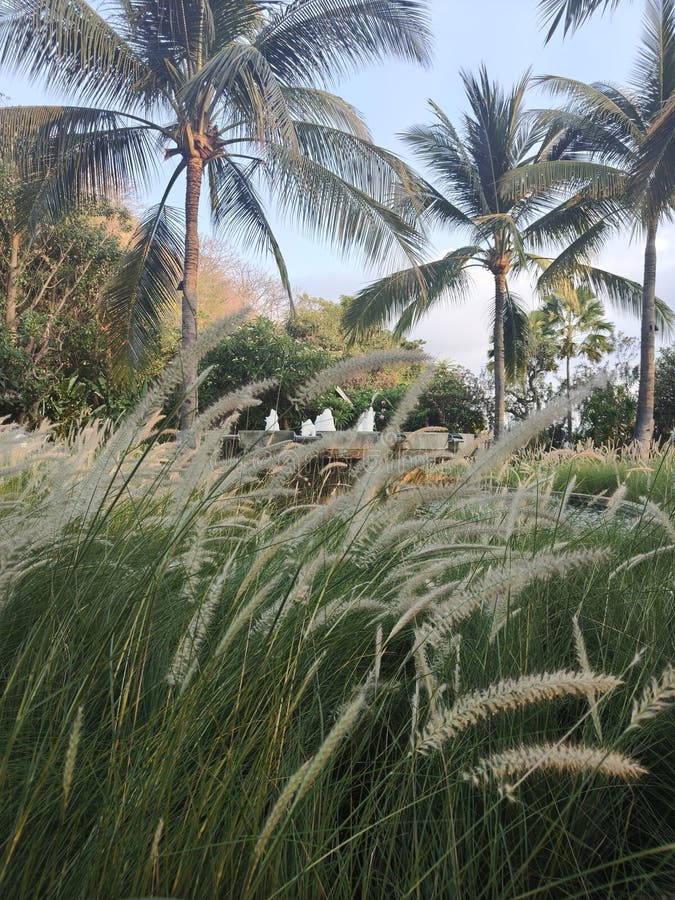 Alang Alang Plants in Indonesia in Summer Season Stock Image - Image of ...