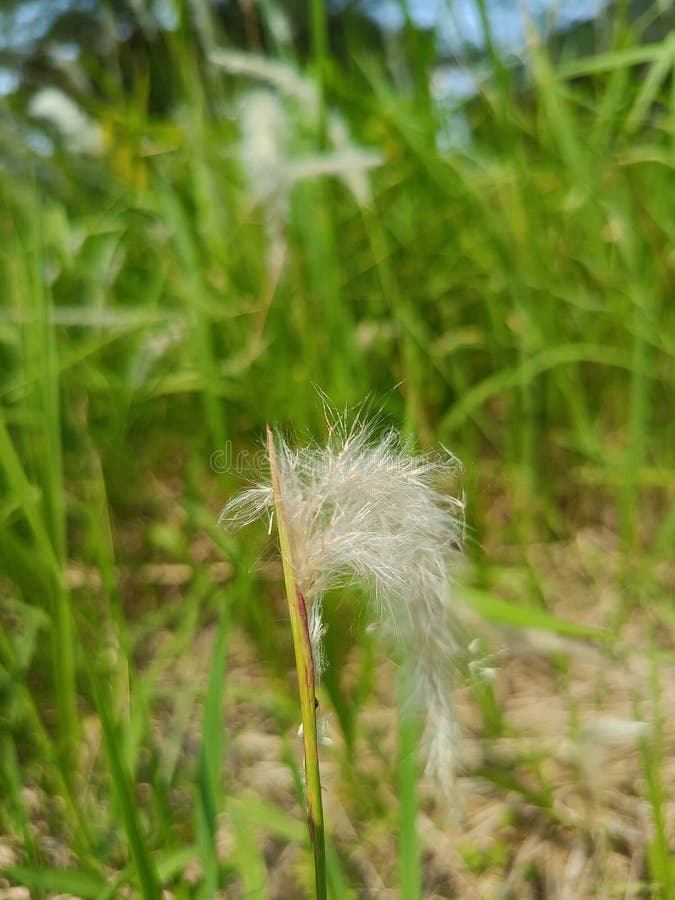 Leavestypes Stock Photos - Free & Royalty-Free Stock Photos from Dreamstime