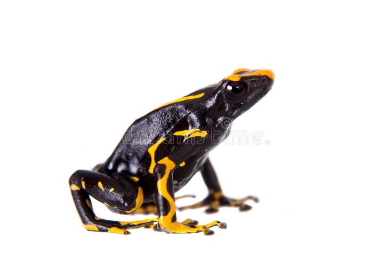 215 Alanis Stock Photos - Free & Royalty-Free Stock Photos from Dreamstime