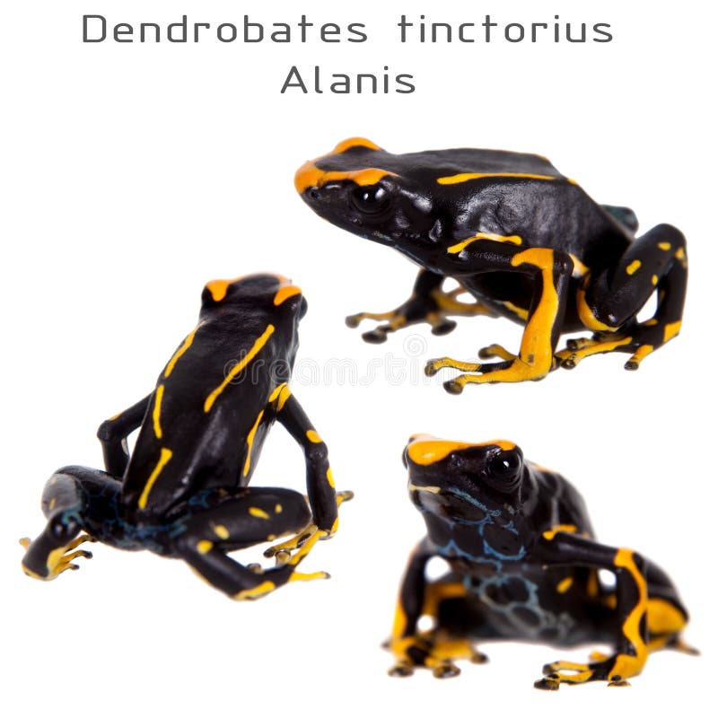 116 Alanis Photos - Free & Royalty-Free Stock Photos from Dreamstime