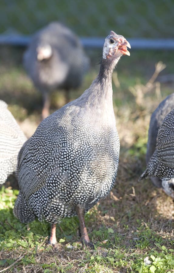 Alarm bird stock photo. Image of fence, feet, wing, wood - 21900716