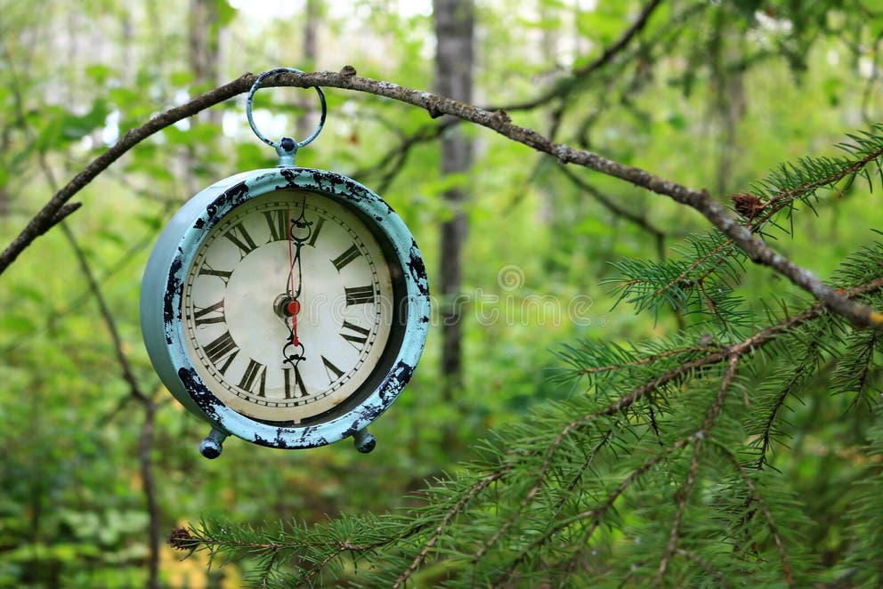 Alarm Clock Hanging from a Tree Branch in the Forest Stock Photo ...
