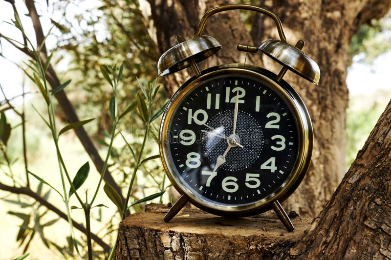 Alarm O Clock Showing 7 O Clock on Olives Tree Trunk Stand. Stock Photo ...