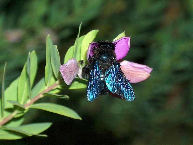 Alas foto de archivo. Imagen de flores, insectos, alas, insecto - 22362