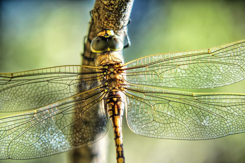 Alas de una libélula imagen de archivo. Imagen de damselfly - 8312983