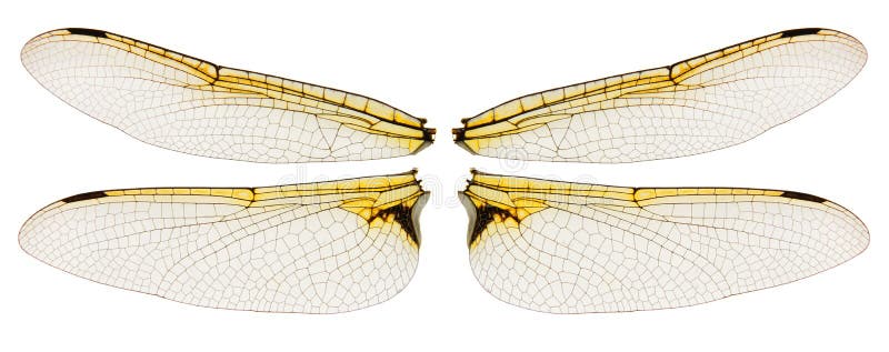 Alas De La Libélula Aisladas En Blanco Foto de archivo - Imagen de ...