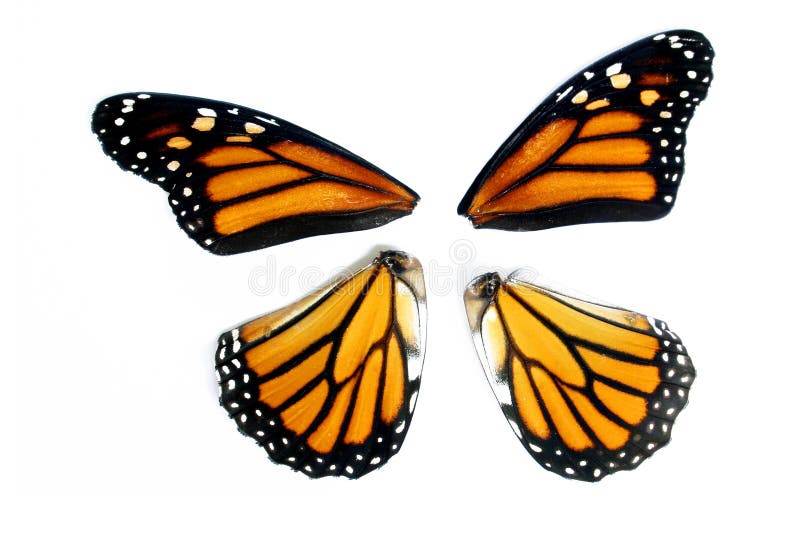 Alas De La Mariposa De Monarca Foto de archivo - Imagen de cubo, presa ...