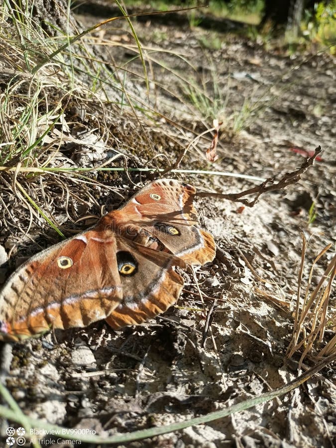 Alas de polilla asustada imagen de archivo. Imagen de insecto - 230184269