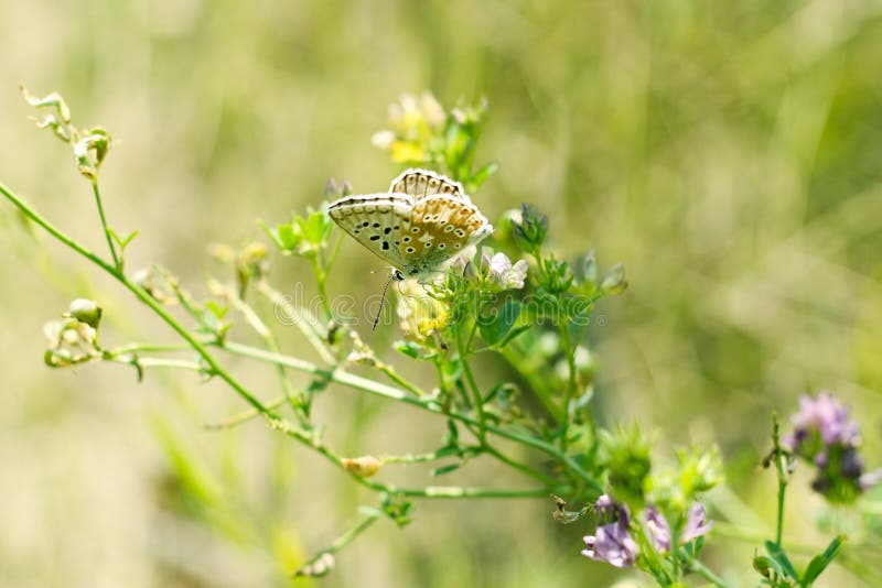 Alas de una mariposa imagen de archivo. Imagen de alado - 81398949