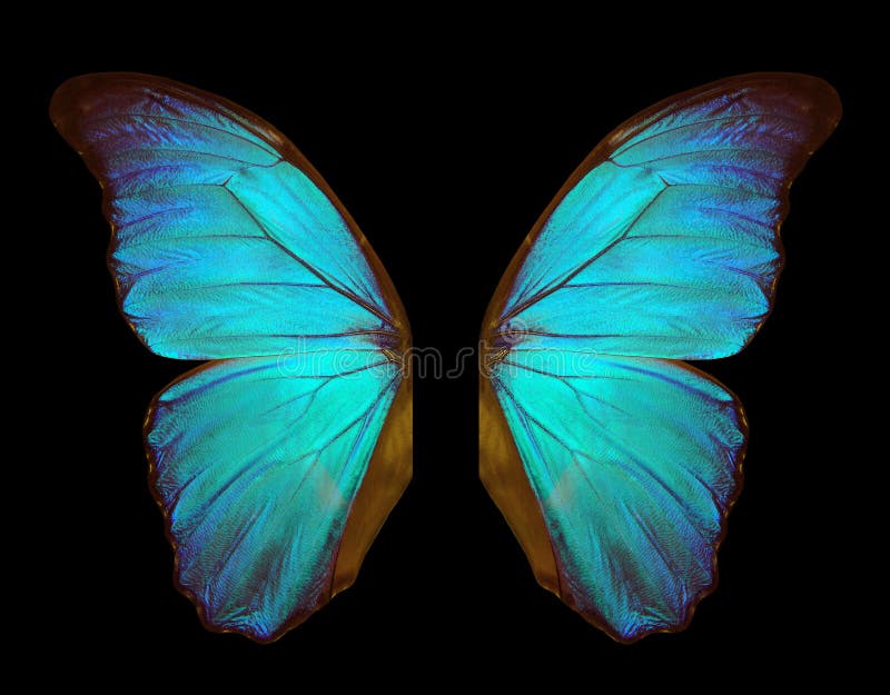 Alas De Una Mariposa Morpho Foto de archivo - Imagen de aislado, cielo ...