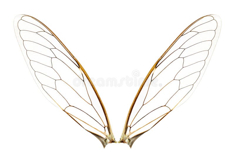 Alas del insecto foto de archivo. Imagen de vuelo, objeto - 100841322