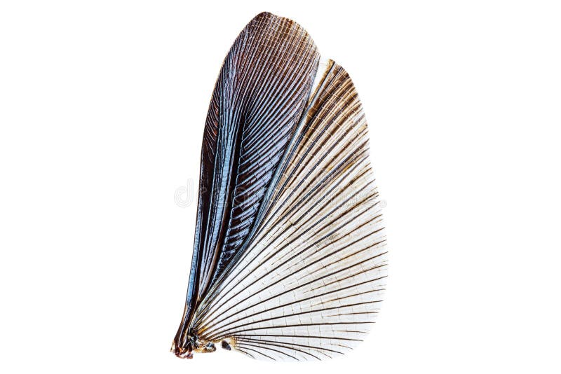 Alas Del Insecto Aisladas En Un Blanco Foto de archivo - Imagen de ...