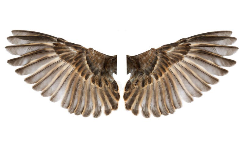 Alas Del Pájaro Aisladas En Blanco Imagen de archivo - Imagen de pluma ...
