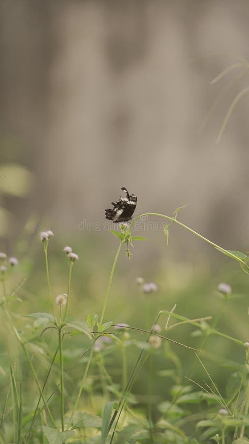 256 Mariposa Con Las Alas Quebradas Fotos - Libres de Derechos y ...