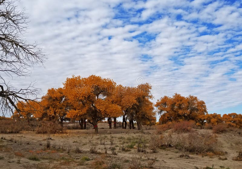 Alashan Desert World Geopark Scenics -15 Stock Photo - Image of white ...