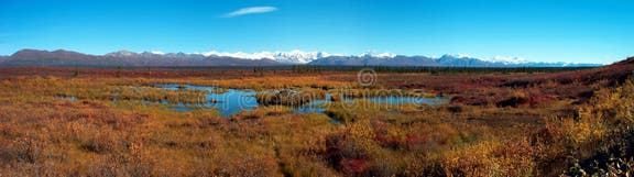 Alaska stock image. Image of meadow, swamp, marsh, alaska - 2557081