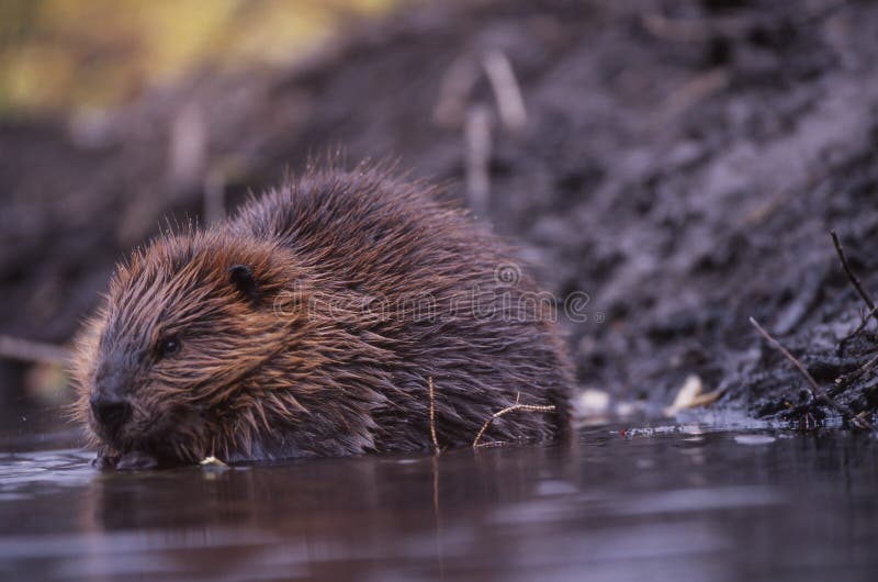 Alaska shrew arkivfoto. Bild av argbigga, gnagare, nätt - 13068494