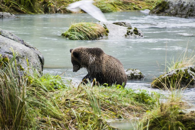 Alaska - Baby Brown Bear Catching a Fish Stock Image - Image of baby ...