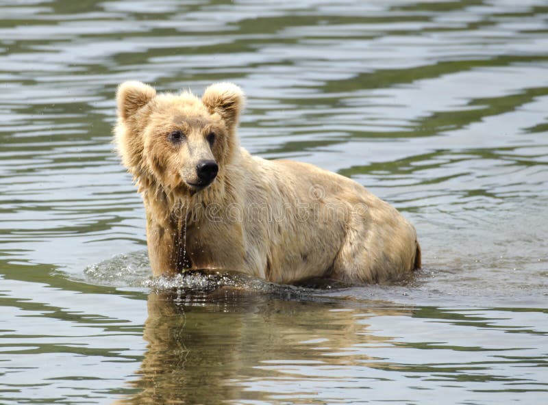 Mountains Lake in Alaska stock image. Image of water, melting - 3152913