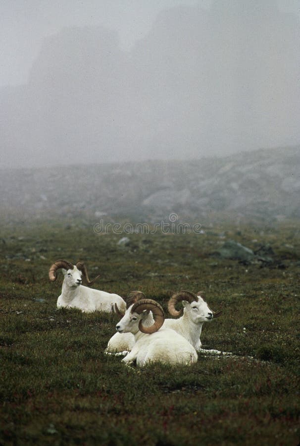 Resting Rams stock image. Image of animal, clouds, alpine - 203937229