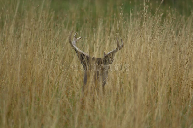 Alaska Fawn Stock Photos - Free & Royalty-Free Stock Photos from Dreamstime