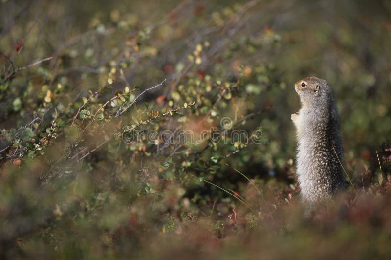 Alaska - Denali National Park - Chipmunk Stock Image - Image of united ...
