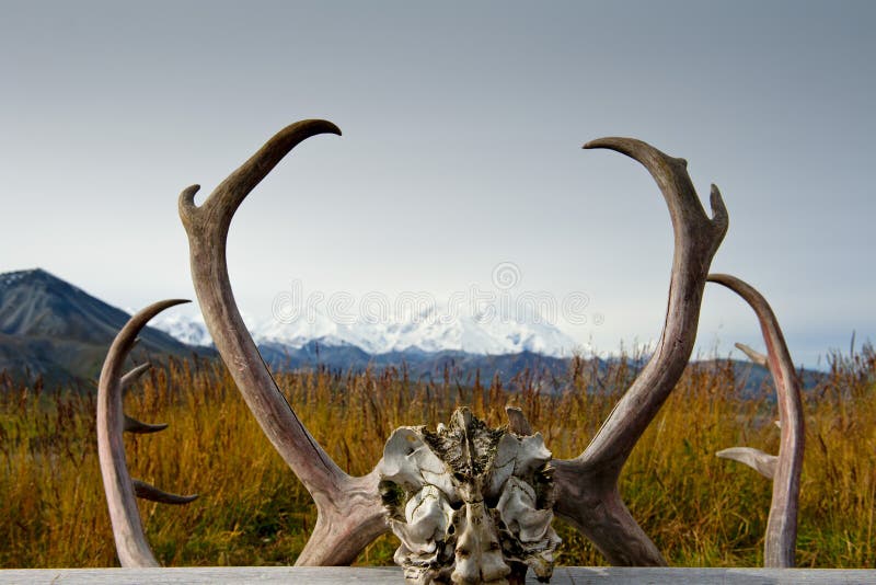 Reindeer Stag with Exceptionally Long Antlers Stock Photo - Image of ...