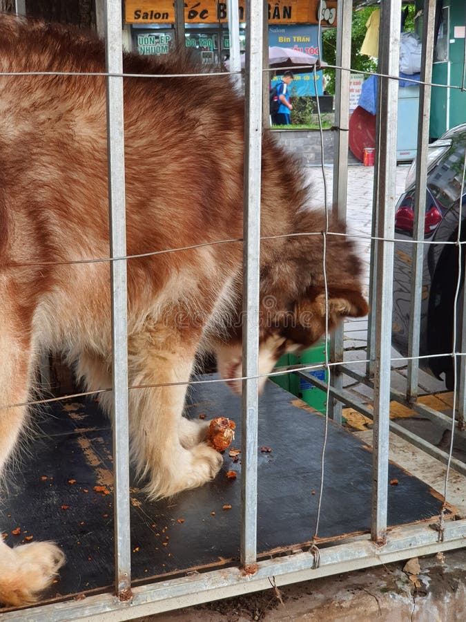 Alaska eat chicken yummy editorial photo. Image of yummy - 217766111