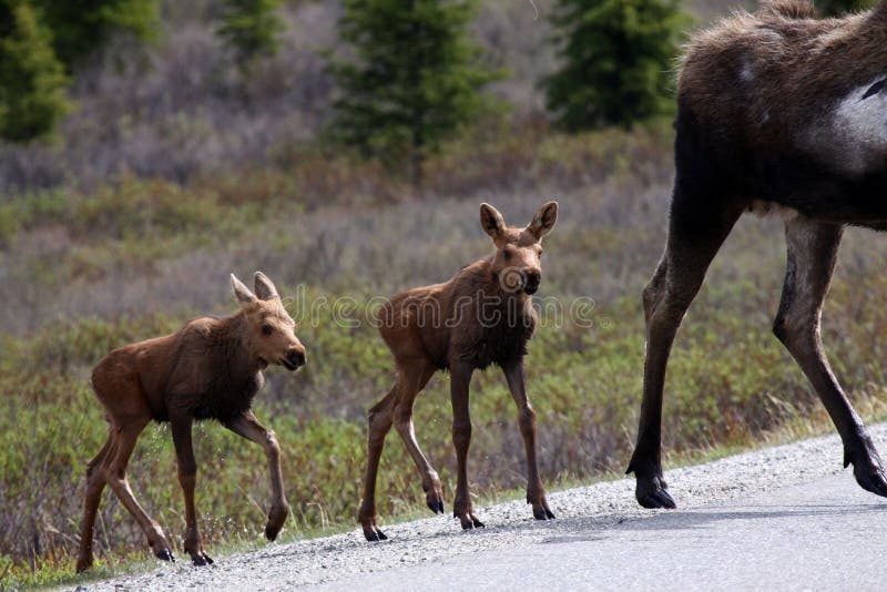Alaska-Elch-Schätzchen Denali Im Nationalpark Stockbild - Bild von ...