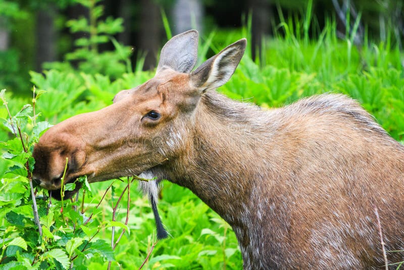 Alaska-Elche Und Junge Kalb-Speicherung Stockfoto - Bild von wald ...