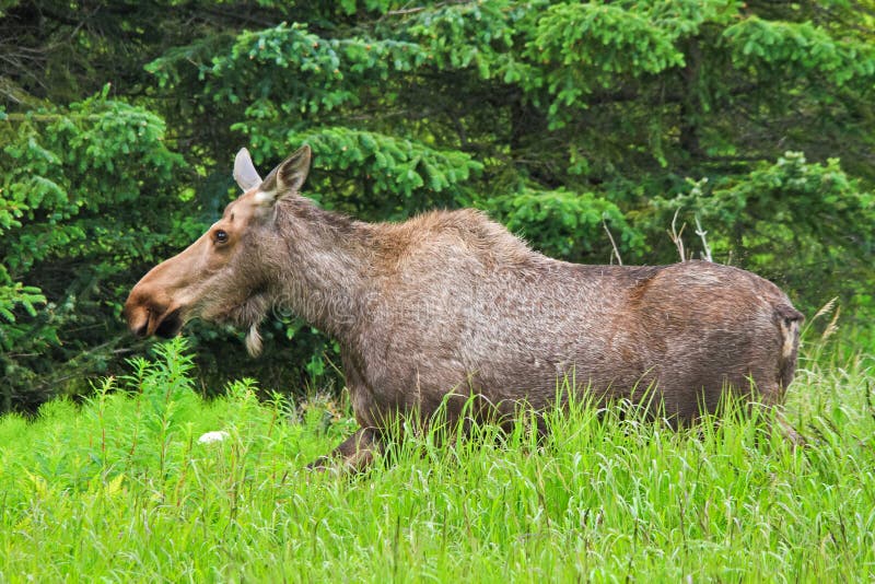 Alaska-Elch-Schätzchen Denali Im Nationalpark Stockbild - Bild von ...