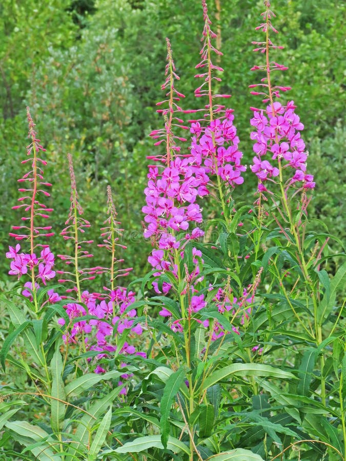 Alaska Fireweed stock photo. Image of beautiful, beauty - 97429736
