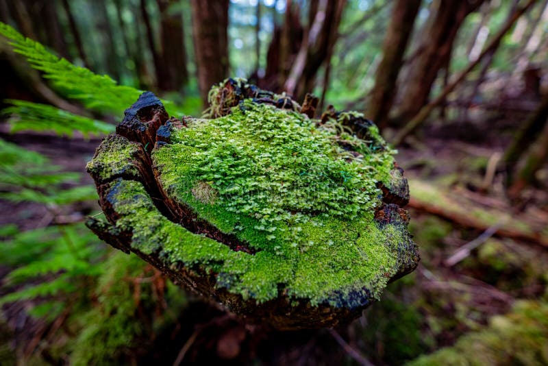 Alaska Forest stock image. Image of landscape, moss - 314552505