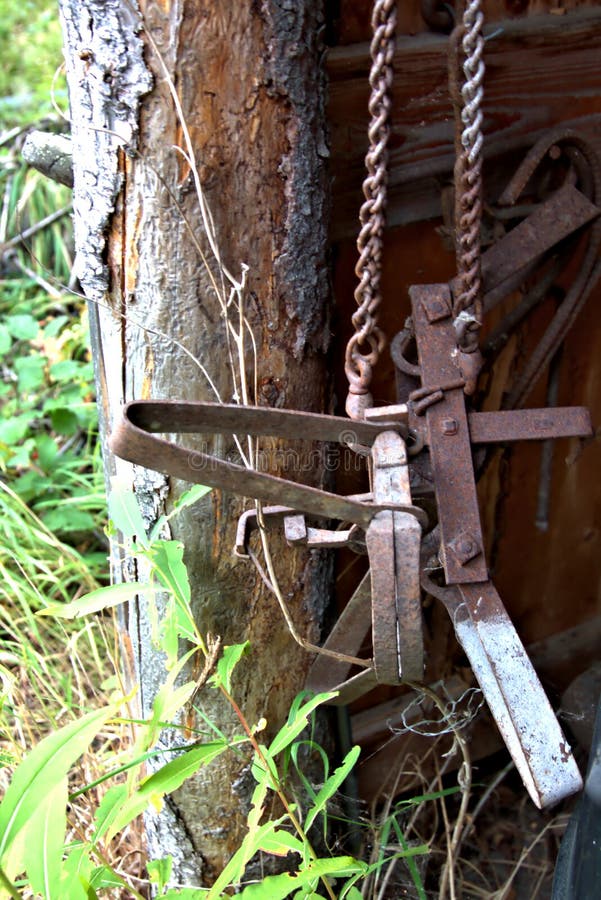 Alaska fur trapping frames stock photo. Image of water - 171844834