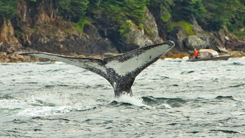 Alaska Humpback Whale Flame Dives 2 Stock Image - Image of majestic ...