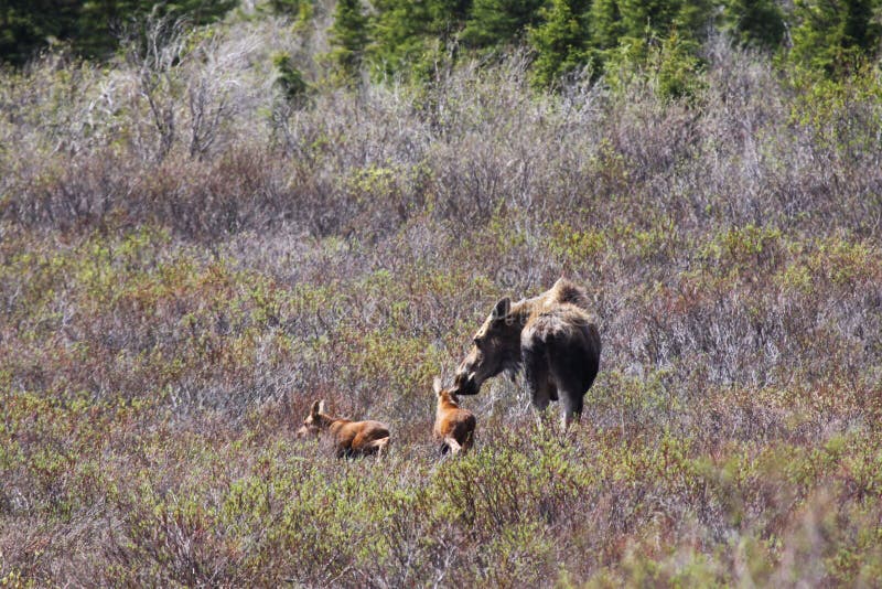 Alaska Moose stock image. Image of alces, infant, newborn - 10194249