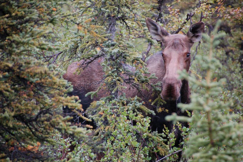 Moose in woods in alaska stock image. Image of natural - 339814905
