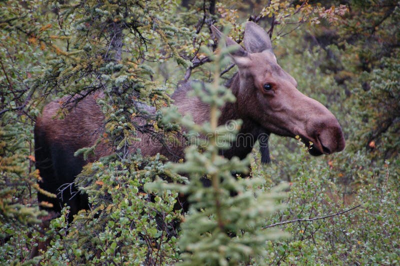 Moose in woods in alaska stock photo. Image of environment - 339814918