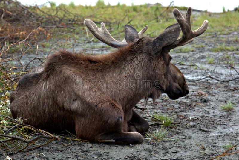 Alaska Moose stock photo. Image of autumn, north, america - 170633762