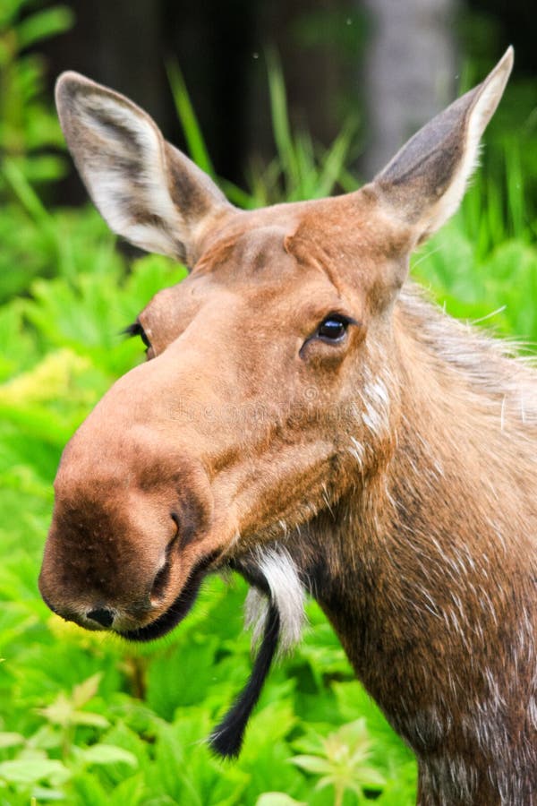 Alaska Moose Babies in Denali National Park Stock Image - Image of deer ...