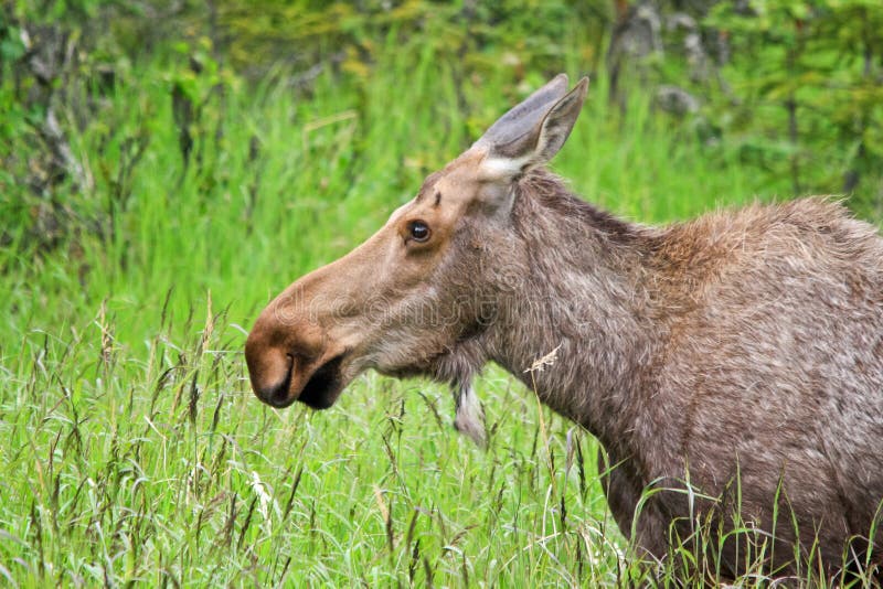 Alaska Moose Cow Portrait stock photo. Image of face - 28071322