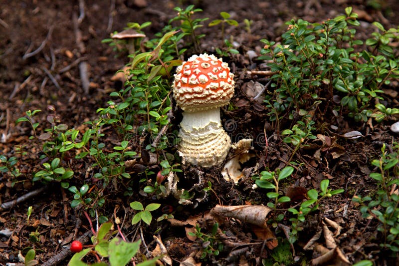 Alaska Mushroom stock photo. Image of ground, amanita - 168842576