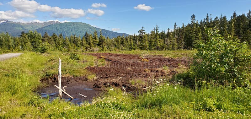 Alaska stock photo. Image of green, trees, alaska, outdoors - 161635726