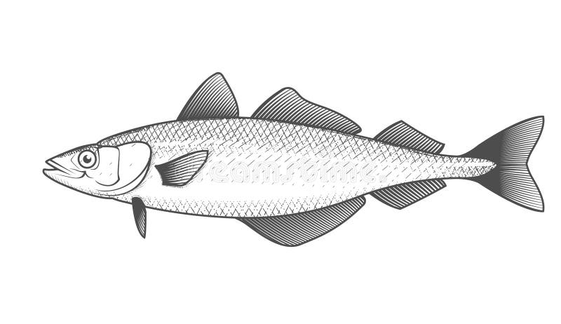 Alaska Pollack Sketch, Hand Drawn Fish, Pollock Seafood Menu, Fish in ...