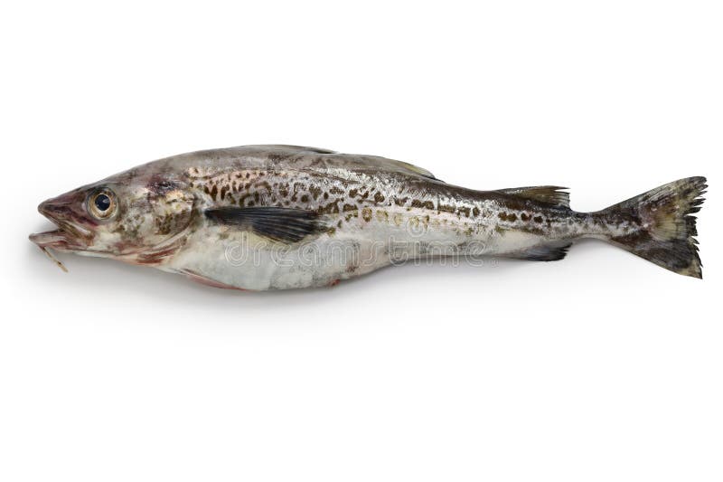 Alaska Pollock Aislado En Fondo Blanco Imagen de archivo - Imagen de ...