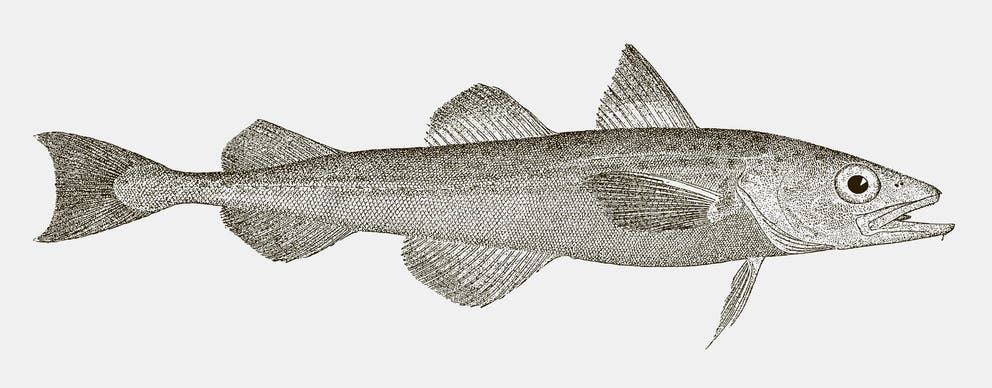 Alaska Pollock in Side View Stock Vector - Illustration of fish, gadus ...